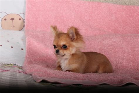 Heat Cycle How Long Does A Chihuahua Bleed When In Heat I Love Chihuahua