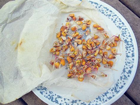 Seed Germination Test The Living Farm