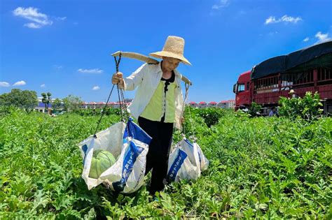 江西上高西瓜喜丰收农民笑开颜 医药医改频道 东方养生