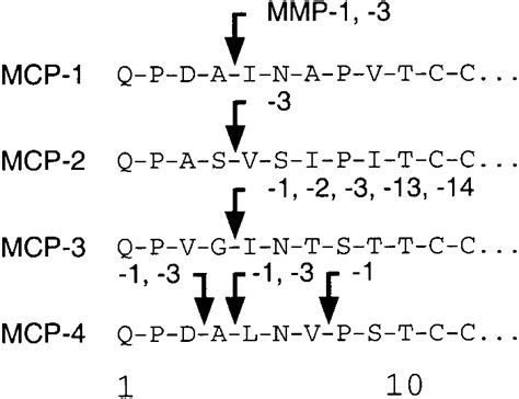 MMP Cleavage Sites Of MCP MCP And MCP A Schematic Summarizing Download Scientific