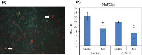 Polychromatic Erythrocyte Staining And Micronucleus Analysis A Download Scientific Diagram