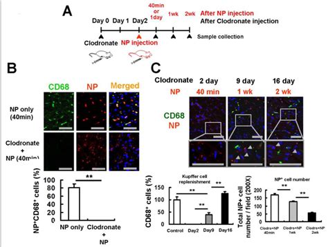 巨噬细胞清除小课堂 第二课：肝脏