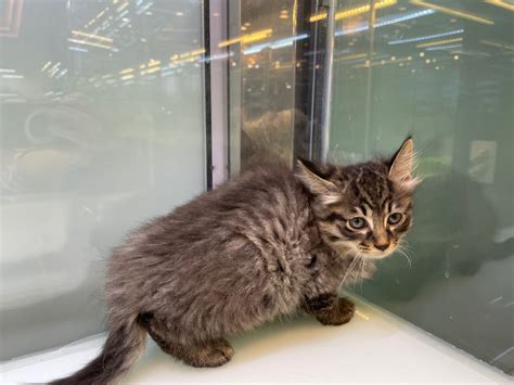 믹스묘 까망이 포메라니안키우는방법 말티즈키우는방법 말티푸키우는방법 푸들키우는방법 먼치킨키우는방법 랙돌키우는방법 브리티쉬숏헤어키우는방법 스코티쉬폴드키우는방법 러시안블루키우는