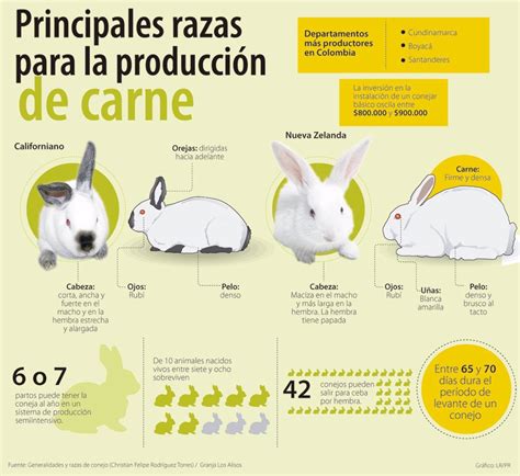 Carne De Conejo Alimento Saludable Pero Aún Falta Más Promoción En El País
