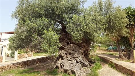 Ancient Olive Tree C3000 Yrs Old At Ano Vouves Crete Flickr