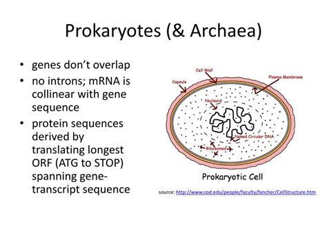 PPT Nucleotide Sequence Databases PowerPoint Presentation Free Download ID