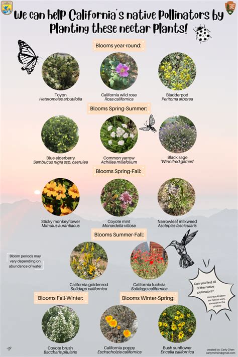 Native California Nectar Plants