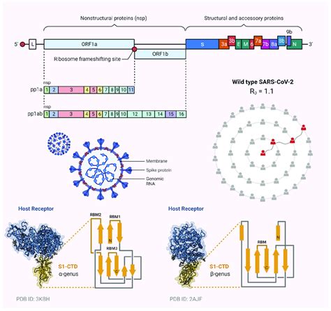 Schematic Diagrams Of The Sars Cov 2 Genome With Structure Download Scientific Diagram