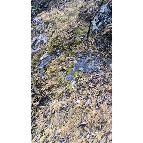 藥農們攀上深山懸崖峭壁上只為采幾株真正的仙草石斛 每日頭條
