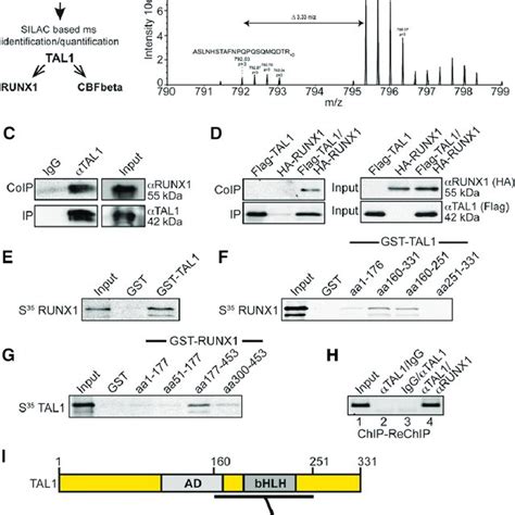Expression Of Runx1 Tal1 And Klf1 Expression Of Tal1 Runx1 And