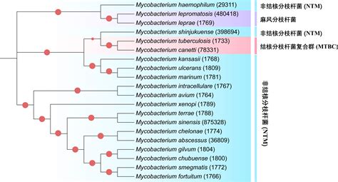 进化分析 结核分枝杆菌感染时空动态测序网