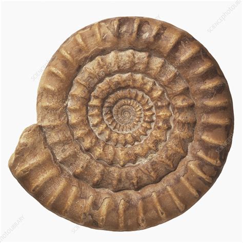 Tightly Coiled Fossil Stock Image C024 2021 Science Photo Library