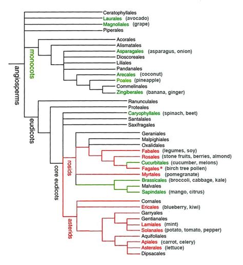 Cross Reactivity Food Allergies Chart Reactivity Food Allerg