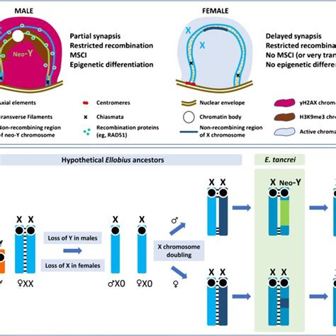 A Schematic Representation Of Sex Chromosome Organization During Male