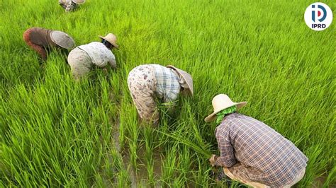 သဲကုန်းမြို့နယ် ၆၃ နှစ်မြောက် တောင်သူလယ်သမားနေ့ အထိမ်းအမှတ် အသိပညာပေး Talk Show ဆောင်ရွက် Youtube