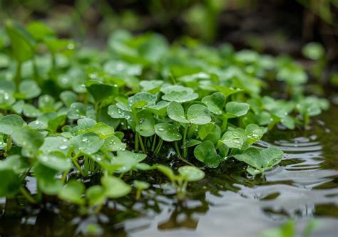 Este Vegetal Es El Más Nutritivo Del Mundo Pero Casi Nadie Lo Consume