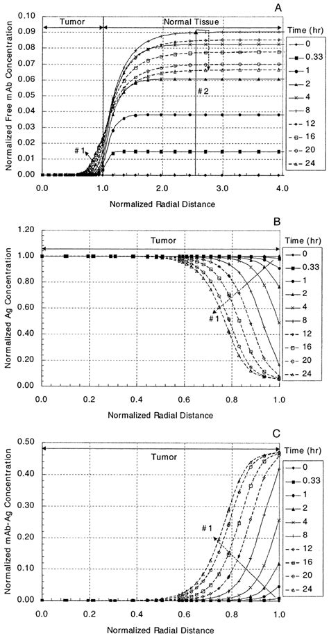 The Spatial And Temporal Distribution Over 24 H Of A Free Mab In The Download Scientific