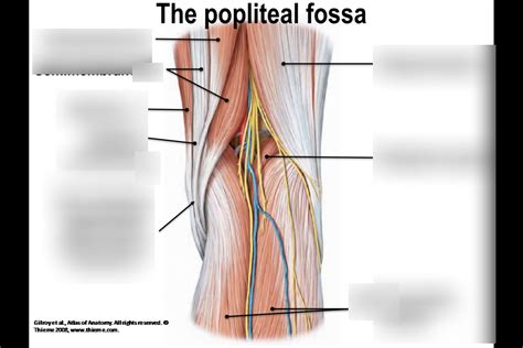 Popliteal Fossa Diagram Quizlet