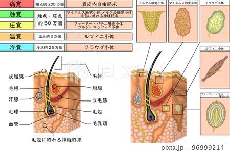 皮膚構造と感覚 イラストのイラスト素材 96999214 PIXTA