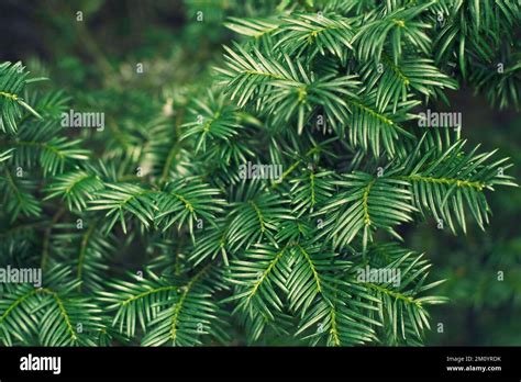 Taxus Baccata Green Twig Texture Berry Yew Plant Texture Background