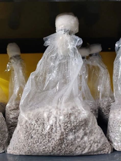 Button Mushroom Spawn At Kg Button Mushroom Spawn In Bhopal