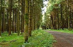 Categorywoodburn Forest Wikimedia Commons