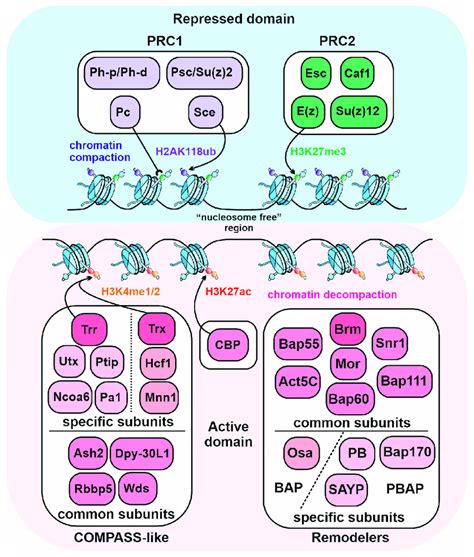 Functional Activities Of The Drosophila Pcg And Trxg Proteins The Ez