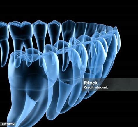 하악 인간 잇몸과 치아의 치과 해부학 엑스레이 보기 의학적으로 정확한 치아 3d 일러스트레이션 0명에 대한 스톡 사진 및 기타 이미지 Istock