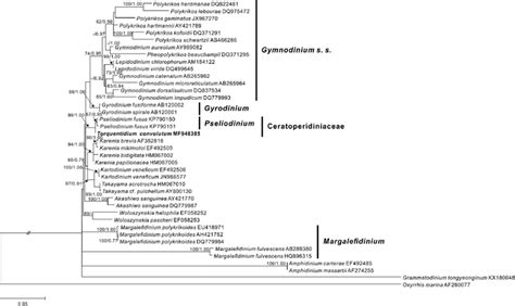 Maximum Likelihood Phylogeny Derived From The SSU RDNA Sequence