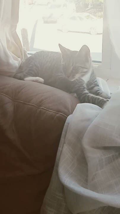 даже кот замер сорри что не было видео Youtube