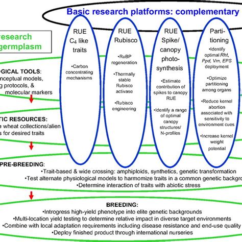 A Research Strategy To Improve Yield Potential Of Wheat Download