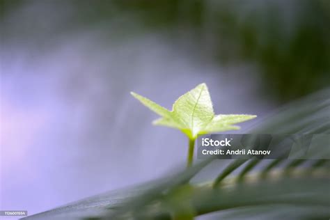 젊은 밝은 초록색 색깔 Houseplant 잎 실내 열 대 종 려 식물입니다 극적인 미스터리 Lightconcept 자연 활력 성장과 새로운 생활 장식 및 디자인 0명에