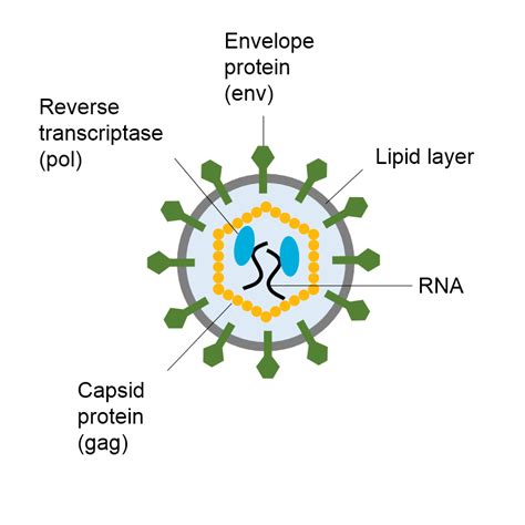 Team Freiburg Project The Viral Vector