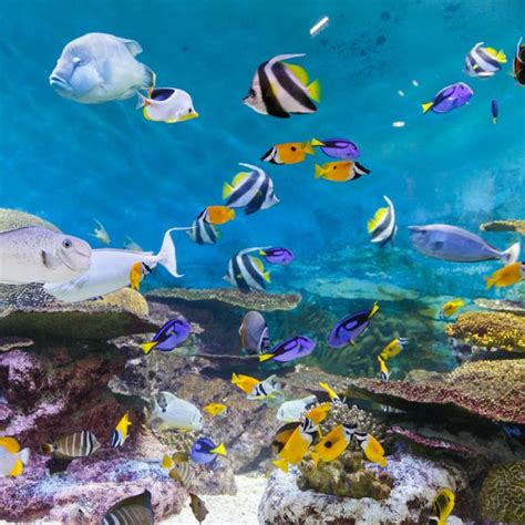 韓國首爾｜ Coex 水族館門票 Kkday