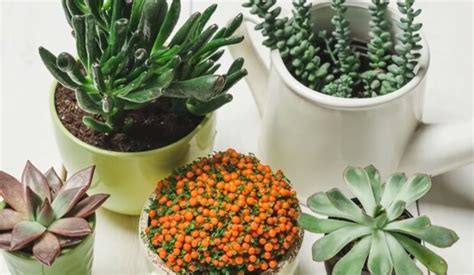 Як приготувати унікальну суміш для підживлення кімнатних рослин Читайте на Ukr Net