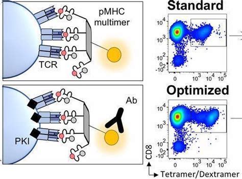 Improved Tetramer Staining Protocol Detects Functional T Cells With Low
