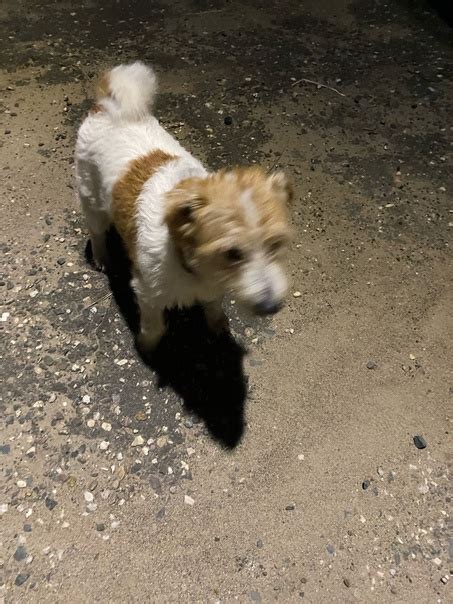 Чья потеряшка бегает в скорбежках Потеряшки и пристрой ВКонтакте