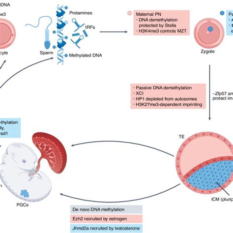 Factors That Influence The Intergenerational Inheritance Of Metabolic