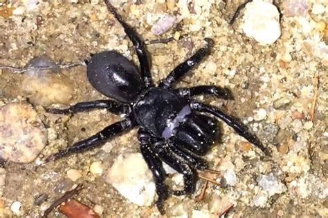 10 Common Spiders In Illinois With Pictures Wildlife Informer
