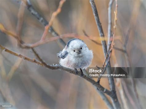 유럽 의 긴 꼬리 Tit 라틴어 이름 이지탈로스 소인 낙엽 숲의 나뭇가지에 앉아 있는 새 갈고리 발톱에 대한 스톡 사진 및 기타 이미지 Istock