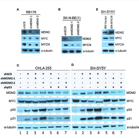 Mycn And Myc Upregulate Sustained Mdm2 Expression And Proliferation