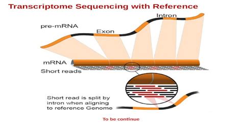 Pptx Transcriptome Sequencing With Reference Dokumen Tips