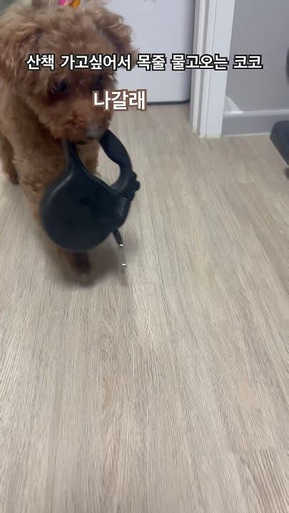 나갈래~~ 코코 강아지 강아지쇼츠 말하는고양이 Youtube