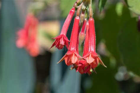 Fuchsias Stock Image Image Of Botanical Horticultural 265966219