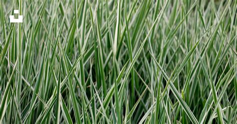 클로즈업 사진의 푸른 잔디 사진 Unsplash의 무료 녹색 이미지