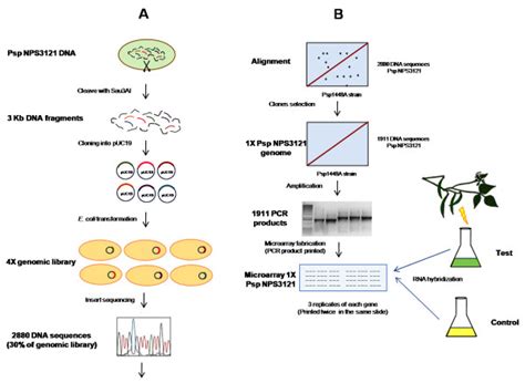 Overview Of The Microarray Strategy A Library Of Chromosomal Dna