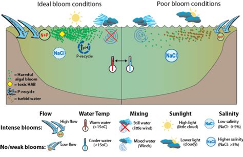 What Is The Correlation Between Dissolved Oxygen And Total Dissolved Solids And Their Role In