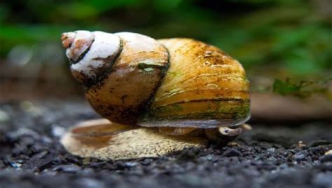Japanese Trapdoor Snail Care Guide 2026 Species Overview