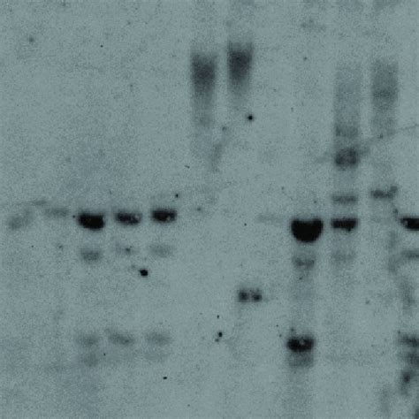 Pollen Viability Test A Viable Fcr Stained Pollen From A Control Download Scientific Diagram