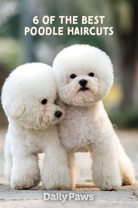 6 Of The Best Poodle Haircuts That Are Too Cute Not To Try Poodle